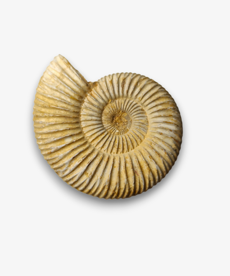 Amonite – Geo 2000